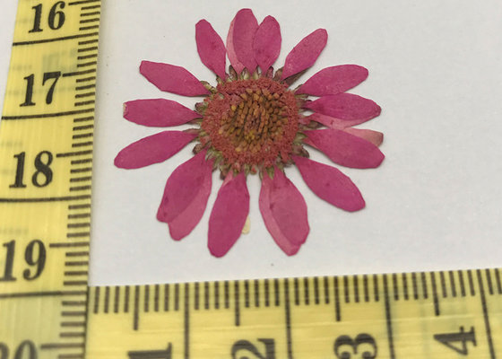 Natural DIY Pressed Flower Framed Art With Rose / Daisy / Chrysanthemum