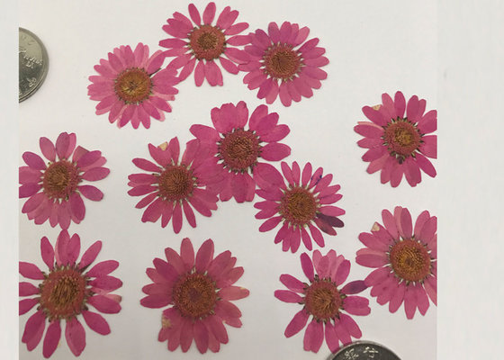 Door Hanger Material Pressing Large Flowers , Pressed Wildflowers For Restaurant