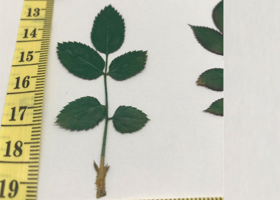 Photo Frame DIY Pressed Flowers Raw Material Rose Leaves For Wall Decoration
