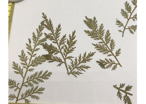 Original Color Fern Material DIY Pressed Flowers For Painting / Home Decoration
