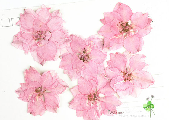 Eternal Floral Dried Pressed Flowers Larkspur Diameter 3CM For Christmas Decorations