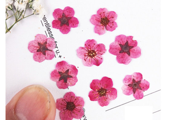 Aroma Wax Tablets Pressed Flower Gifts  Diameter 0.6CM For Home Decoration