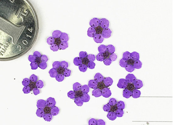 Purple Colour Narcissus Dried Flower Nail Art For DIY Nail Accessories