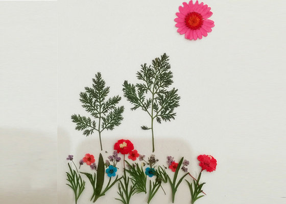 Colorful Framed Pressed Flowers Arrangement Daisy / Leaves / Fern For DIY Decoration