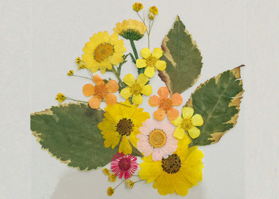 Daisy / Larkspur Natural Dried Flower Arrangements For DIY Handicraft
