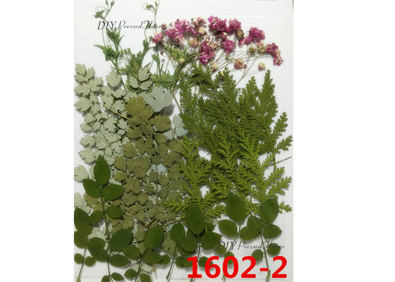 Beautiful Pressed Plant Art , Dry Leaves Artwork For Christmas Party Gifts Decoration