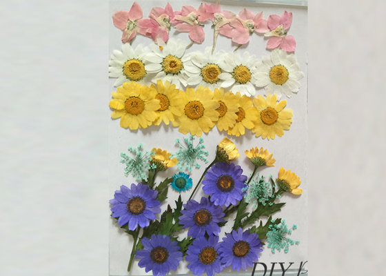 Vacuum Bag Pressed Flower Gifts Colorful Leaves / Daisy / Larkspur For Decorative Candle