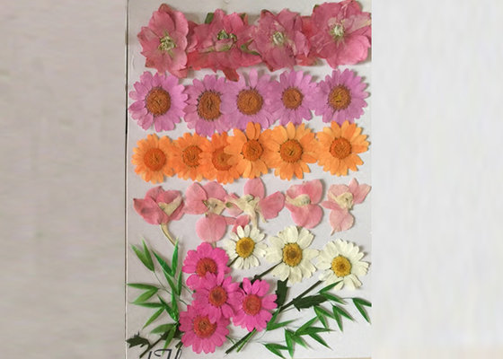 Raw Material Colorful DIY Pressed Flowers Plant Specimens For Kindergarten