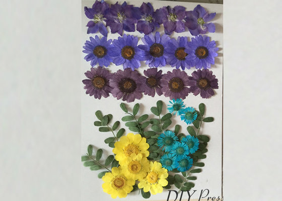 Raw Material Dried Pressed Flowers Eternal Plant For Cell Phone Case Decoration