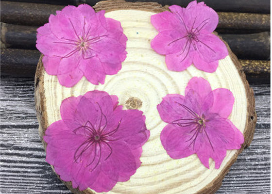 Pink Dried Cherry Blossom Flowers Ornaments For DIY Hand Work Greeting Cards
