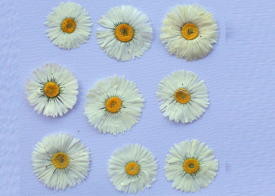 Christmas Gifts Large Dried Flowers , Dried Daisy Flowers For Birthday Party