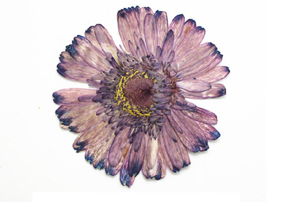 Purple Gerbera Size 8CM DIY Pressed Flowers For Epoxy Material / Painting Decoration