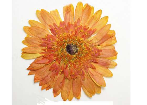 Yellow Chrysanthemum Dried Flower Arrangements For Festive / Party Decoration