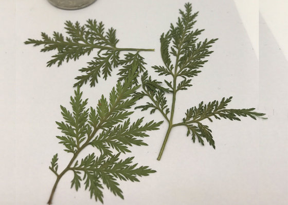 Christmas Card Preserving Pressed Flowers , Rock Fern DIY Dried Flowers And Leaves