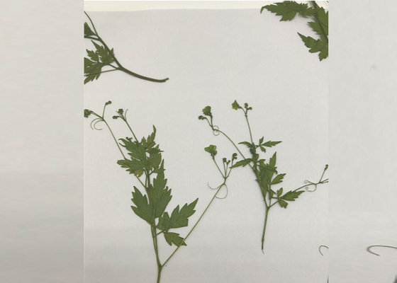 Green Pressed Flower Artwork , Decoration Pea Plant Drying And Pressing Flowers