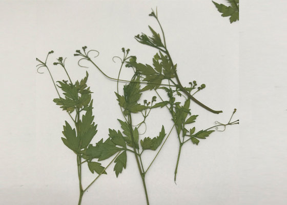 Green Pressed Flower Artwork , Decoration Pea Plant Drying And Pressing Flowers