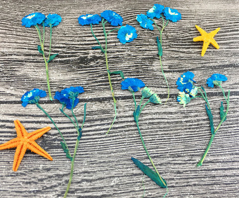 Customized Real Dried Pressed Flowers Bracelet Blue Daisy With Stem