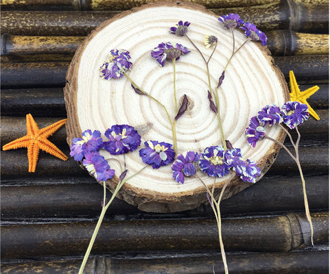 Eternal Natural Dried Flower Gifts , Framed Pressed Flowers Purple Daisy With Stem