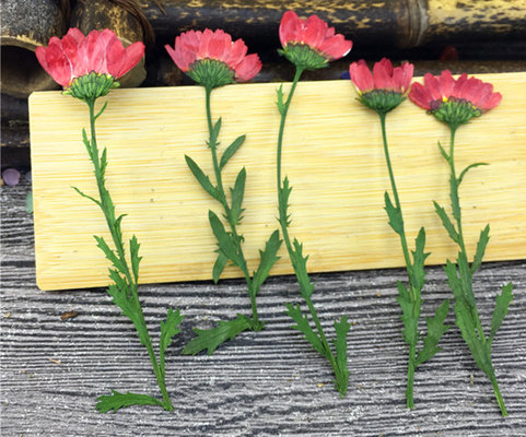 Small Chrysanthemum Dried Pressed Flowers Size Customized For DIY Christmas Card