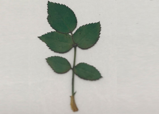 Clover Specimens Green Dried Flowers / DIY Handmade Mounting Pressed Flowers