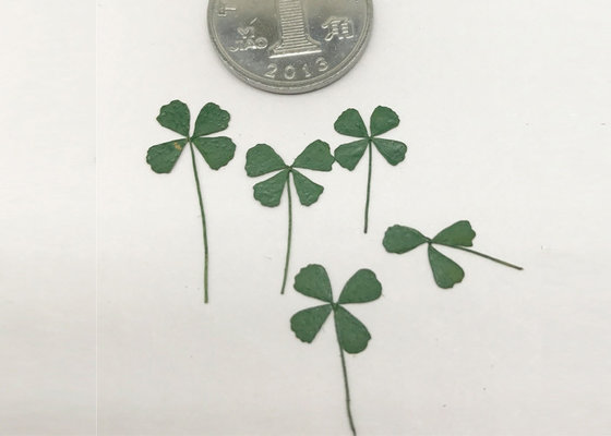 Small Clover Specimens Dried Green Flowers , Diameter 1.5CM DIY Hand Pressed Flowers