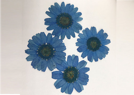 Dark Blue Mixed Dried Chrysanthemum Flower , Hand Pressed Flowers For Candles