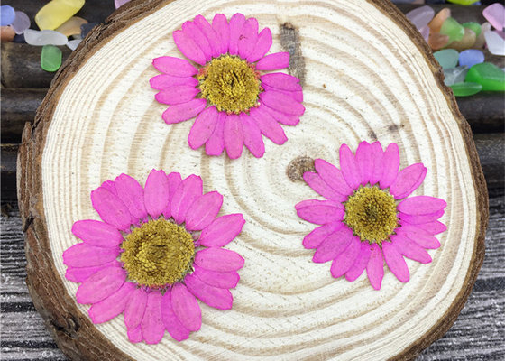 Nice Decorative Chrysanthemum Dried Flower For DIY Gem Bookmark Art Decoration