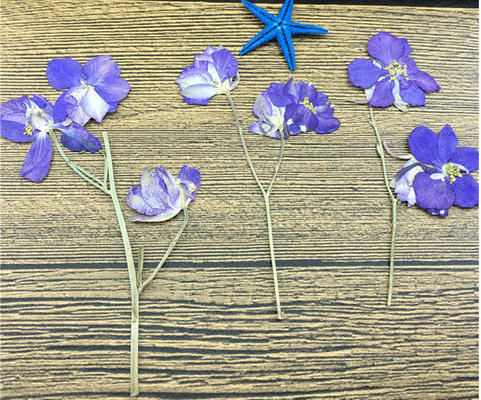 Candle Decoration Dried Flower Art , Larkspur With Stem DIY Pressed Flowers