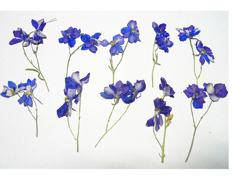 Larkspur Dye Light Blue Natural Dried Flowers Diameter 3CM  For Teaching Specimen