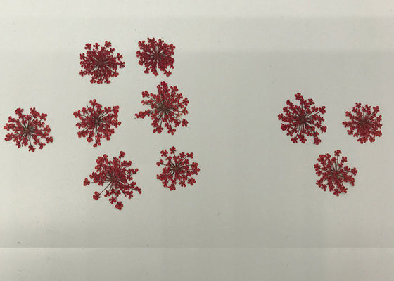 Custom Design Pressing Wedding Flowers , Pressed Flower Crafts OEM / ODM