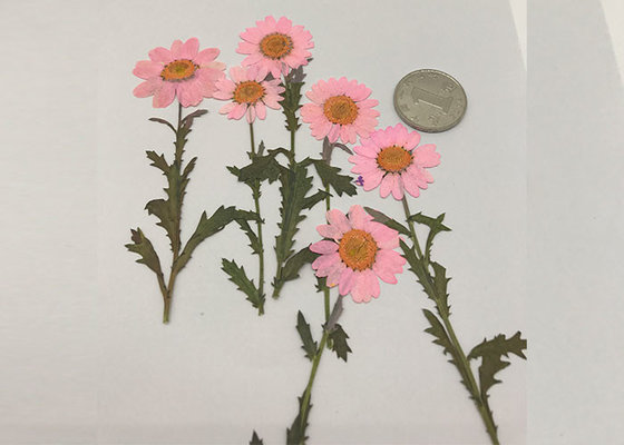 Chrysanthemum Dried Pressed Flowers True Plant For Leaf Vein Bookmark