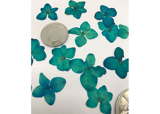 Red Hydrangea Real Pressed Flowers , Pressed Flower Bookmark For Creative Gifts