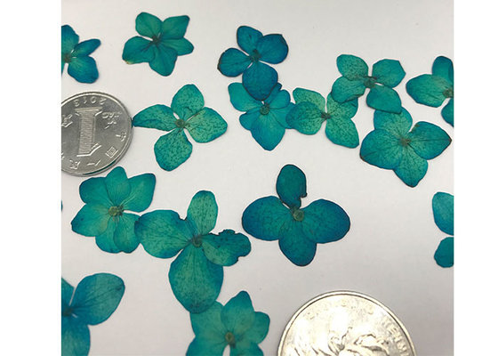 Blue Hydrangea Bookmarks Dried Pressed Flowers For Students Prizes Stationery