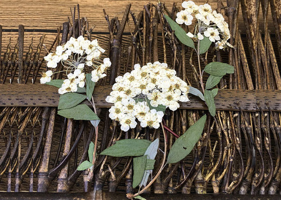 White Small Flower Dried Pressed Flowers For Epoxy Iphone 7 Phone Case