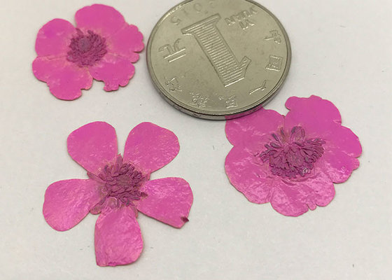 Buttercup Dried Pink Flowers , Small Pressed Flowers For Plant Teaching Specimen