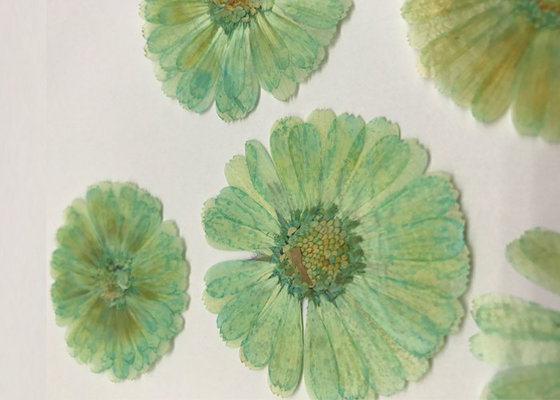 Mint Green Dyed Dried Pressed Flowers Handmade For Press Art Painting Material