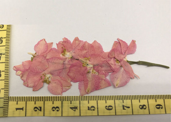 DIY Art Painting Real Dried Flowers , Pink Larkspur With Stem Large Pressed Flowers