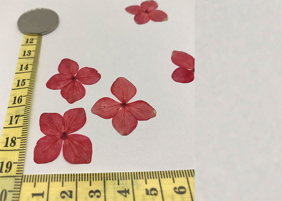 Handmade Drying Hydrangea Flowers , Red Flat Dried Flowers For New Year Card