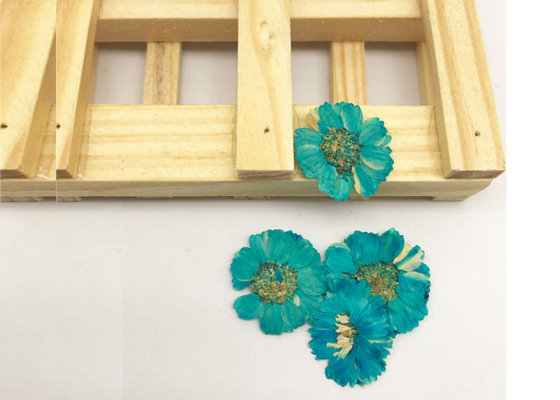 Dye Blue Achillea Real Pressed Flower Jewelry Natural Plant Specimens