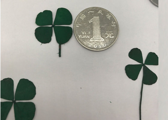 Original Green Clover Framed Pressed Flowers Medium Size For Wedding Card Gifts