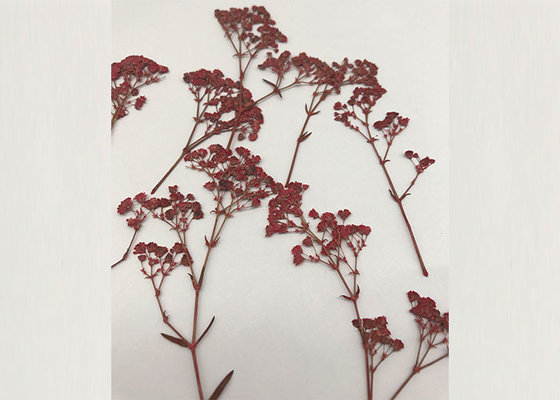 Red Baby Breath Framed Pressed Flowers True Plant For DIY Candle Ornaments