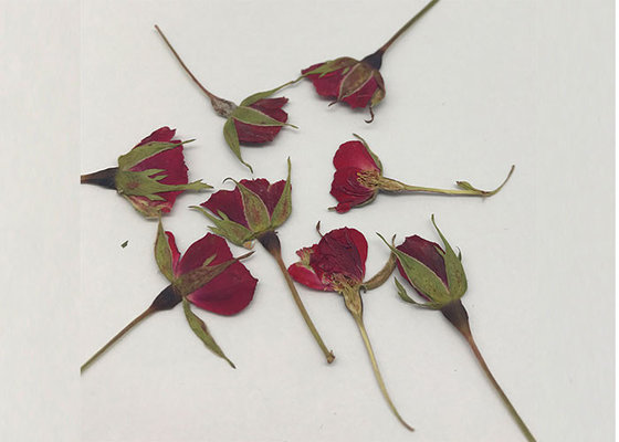 Grade A Red Dry Rose Flower , Natural Dried Flowers For Baby Birthday Party