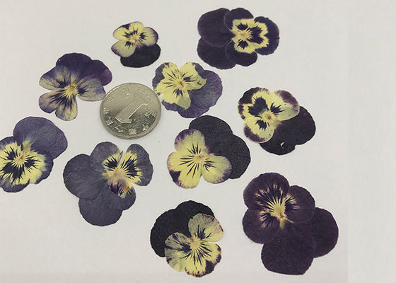Dark Purple Pansy Framed Pressed Flowers True Flower For Decorative Picture Frame