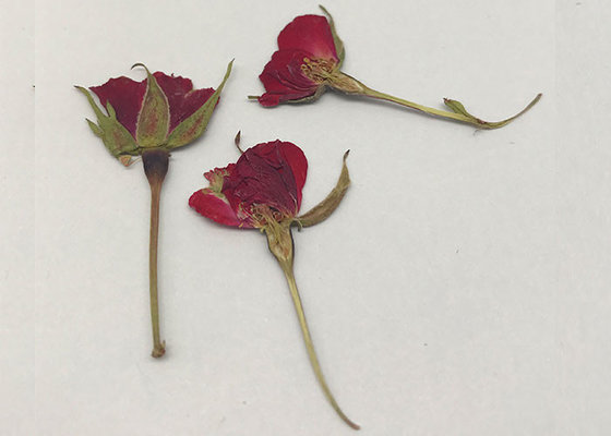 Graduation / Party Red Rose Dry Flower , DIY Pressed Flowers In Glass Frames