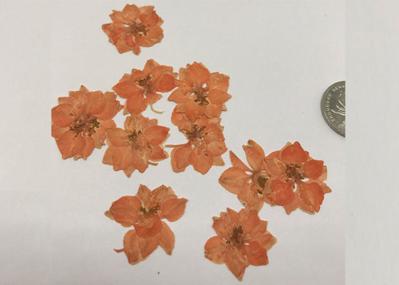 Diameter 3 CM Dried Larkspur Flowers , Orange Dried Flowers With Paper Package