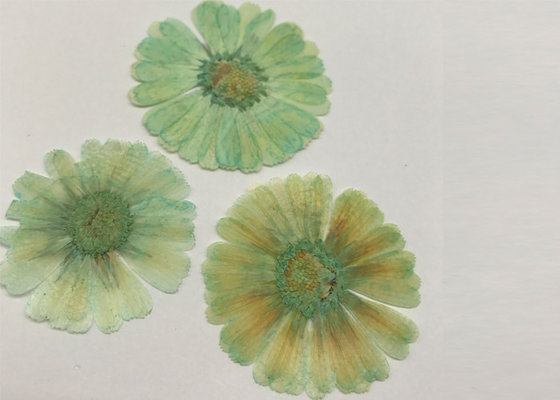 Mint Green Marigold Real Pressed Flowers For Home Decoration Materials