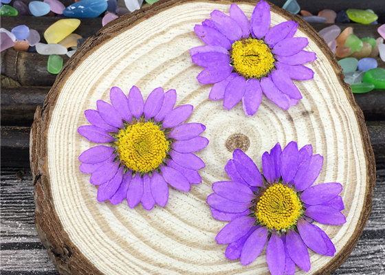 Chrysanthemum Real Pressed Flowers Material Specimens For DIY Art Paper Decoration