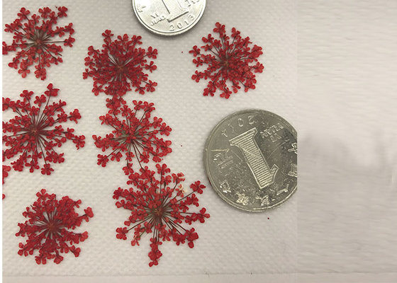 Mixed Color Minoan Lace Real Pressed Flowers Diameter 25MM For Crystal Epoxy Jewelry