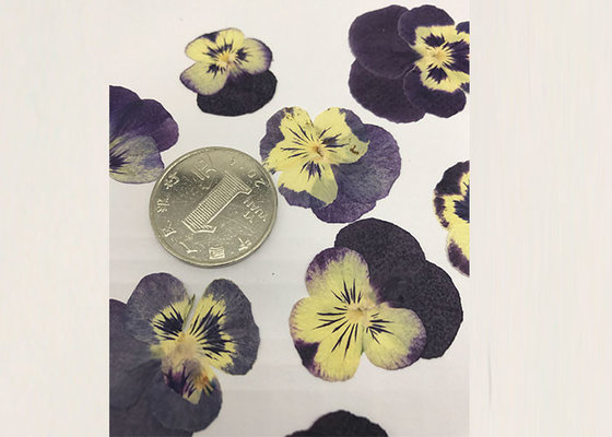 Purple Pansy Real Pressed Flowers True Plant Material For Press Picture Ornaments