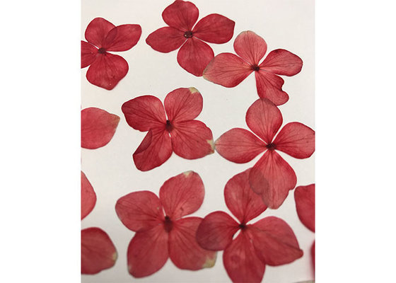 Art Paper Ornament Real Pressed Flowers Red Hydrangea For Birthday Card Material